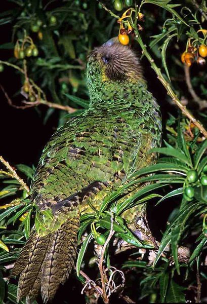 Do birds have a good sense of smell?
