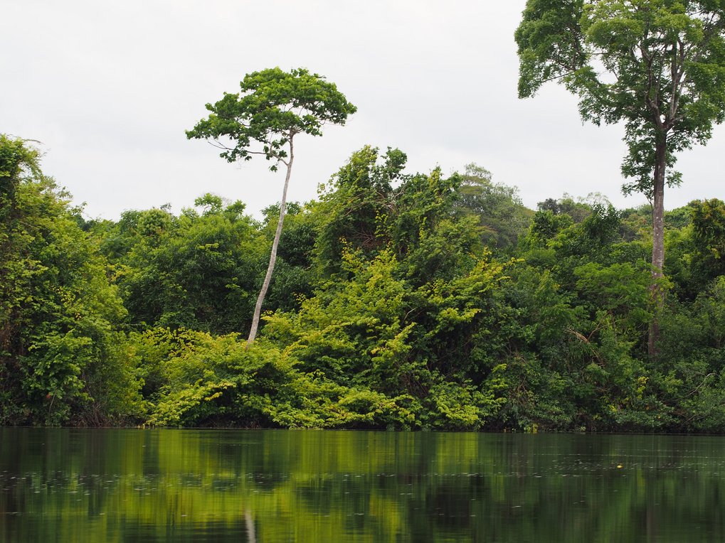 Tropical Forest Trees