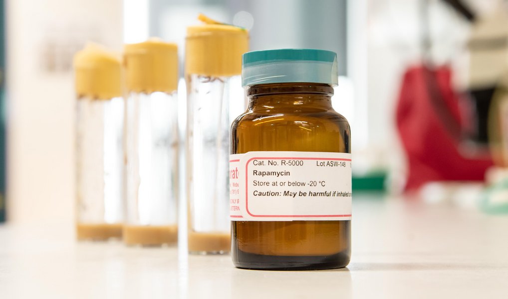 Anti-ageing drug rapamycin improves immune function through endolysosomes