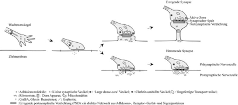 Neuroligin-2 reguliert den Aufb | Max-Planck-Gesellschaft