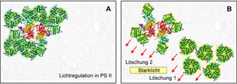 Warum bekommen Pflanzen keinen | Max-Planck-Gesellschaft