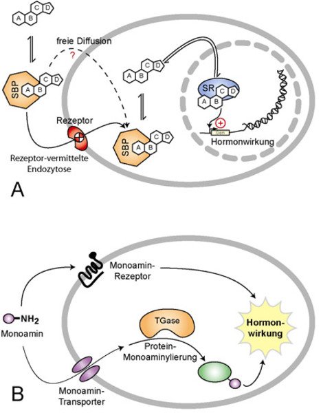 Protein-Monoaminylierung: Neu erkannte Funktionen monoaminerger Hormone ...