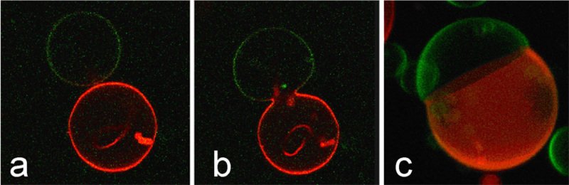 Fusion in the Fast Lane | Max Planck Society