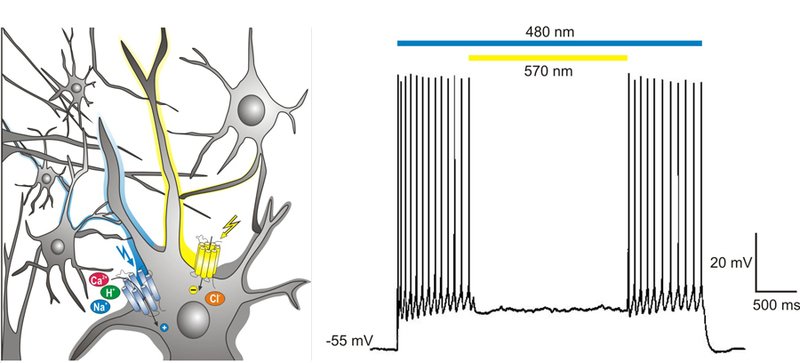Light switches for nerve cells | Max Planck Society