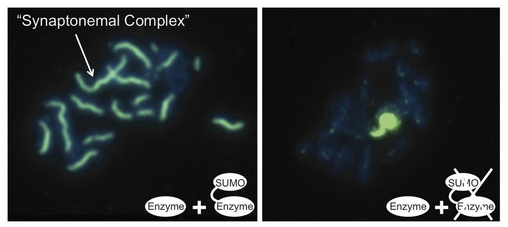 New mechanism discovered in meiosis | Max Planck Society