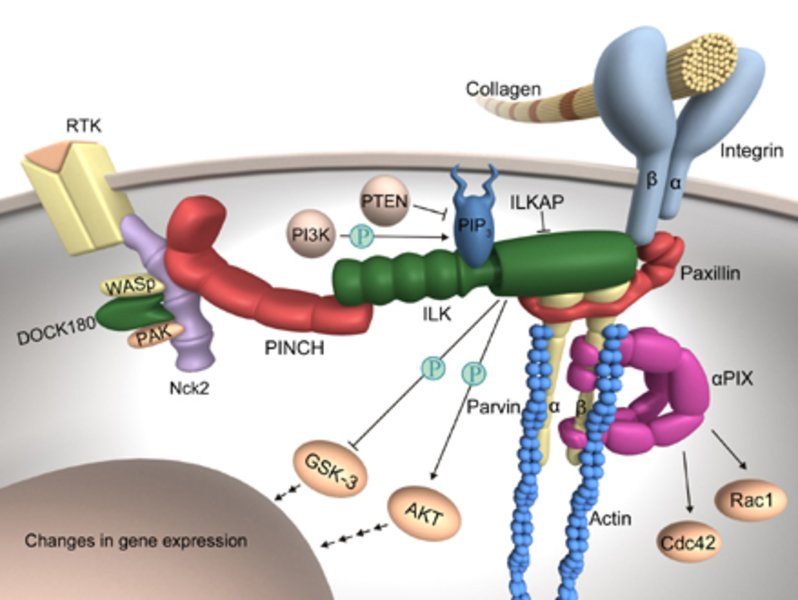 Molekulare Medizin | Max-Planck-Gesellschaft